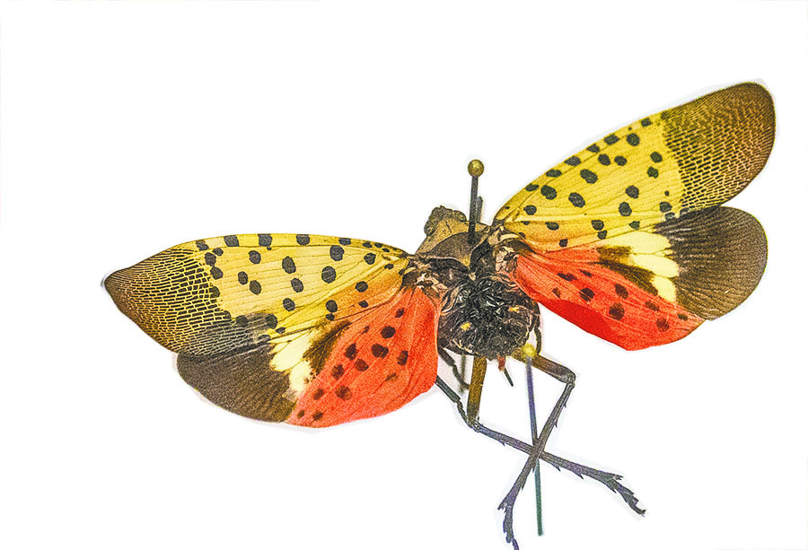 ‘Bad fly’ infests Mahoning | News, Sports, Jobs - The Vindicator